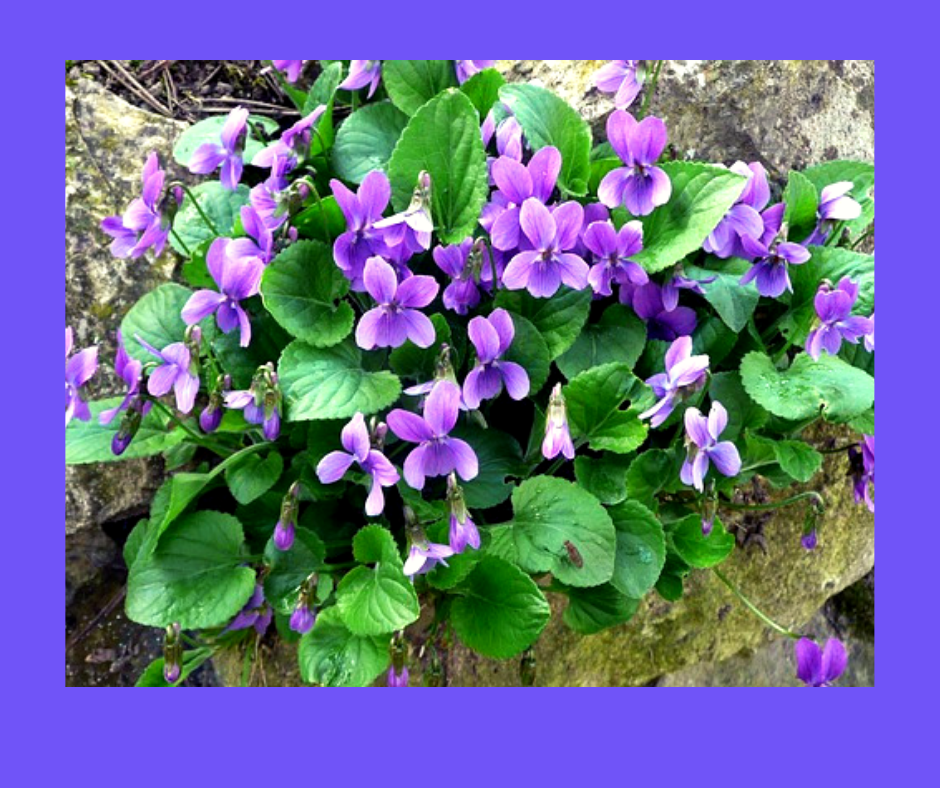 Veilchen Seelenverbindung/ Ferneinweihung in die Heilenergie