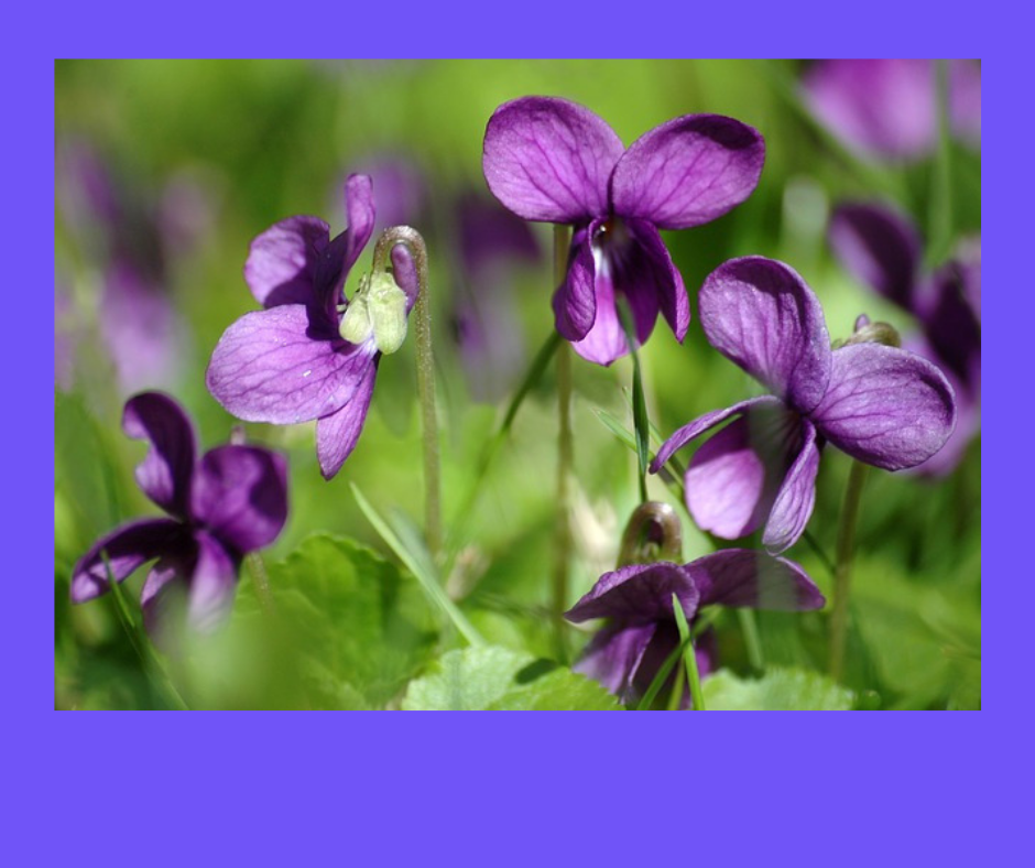 Veilchen Seelenverbindung/ Ferneinweihung in die Heilenergie